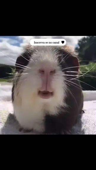 raton ojudo meme & hamster ojon meme| Discover