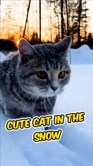 cat standing in the snow meme | Discover