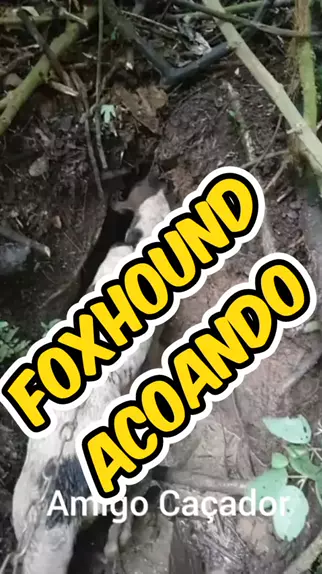 foxhound quark mod & minecraft quark foxhound| Dis ...| Kwai