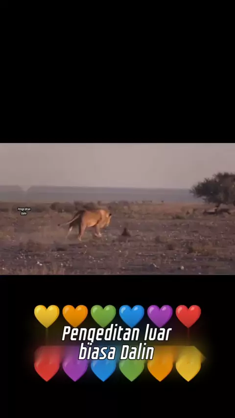 Brother musang tiup kaleng video