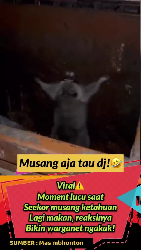 Bro musang tiup kaleng netha