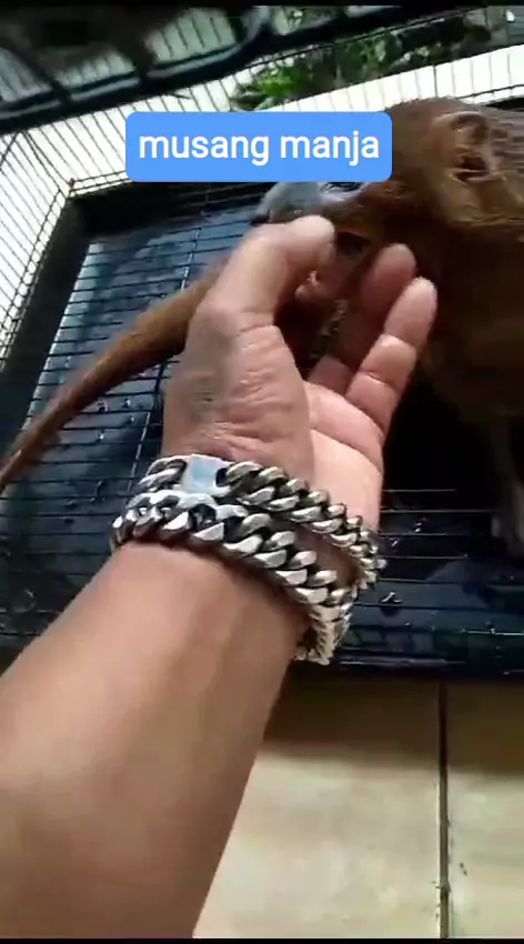 Brother musang yoks beins