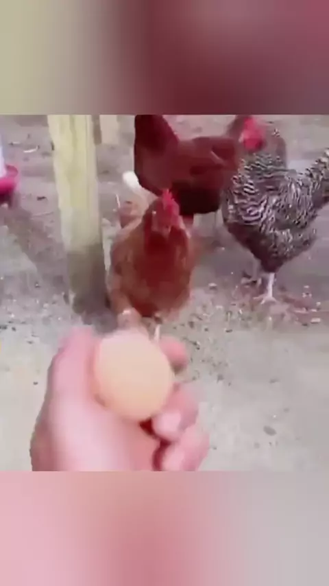 Galinha meme