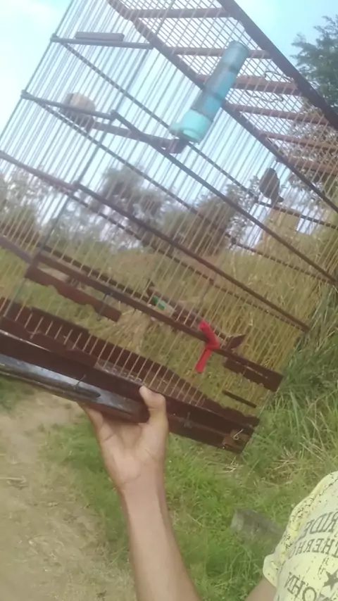 Papa tui tui