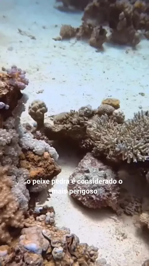 Peixe pedra