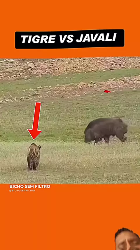 Tigre adulto atacando javali